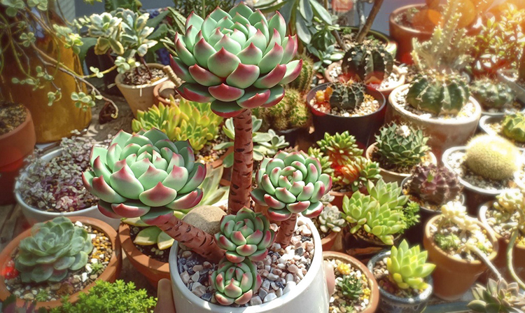 Sen Đá Nguồn gốc, Phân Loại, Ý Nghĩa, Cách Trồng - Sendakimcuong